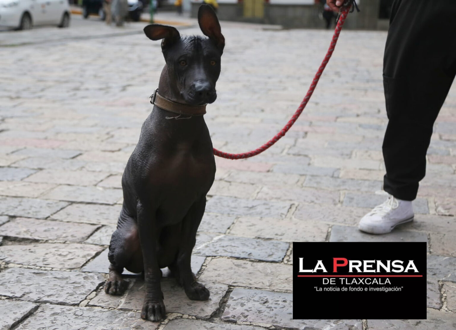 Xoloitzcuintle, el perro mexicano al borde de la extinción.